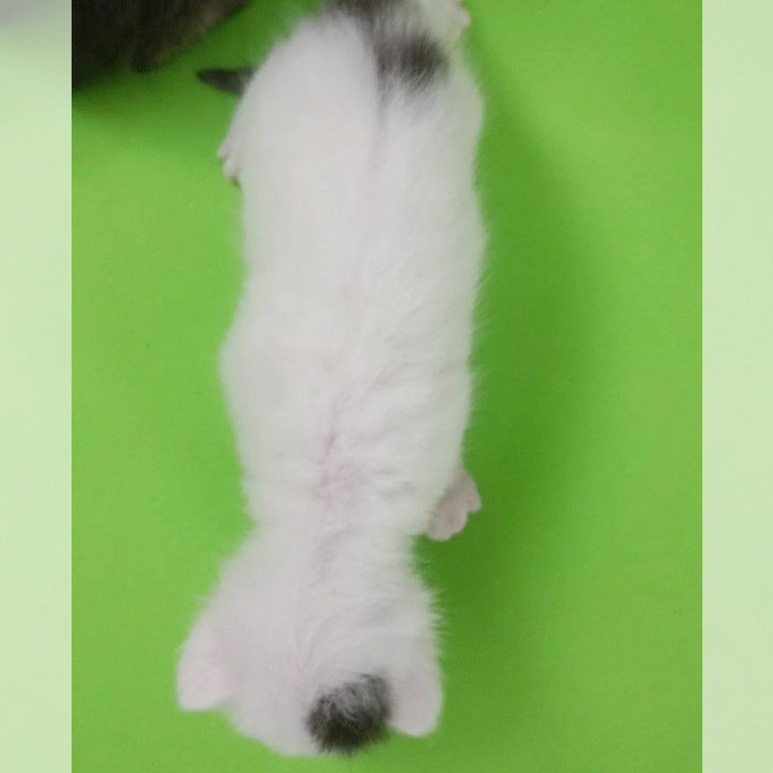 Шотландский вислоухий короткошёрстный котёнок