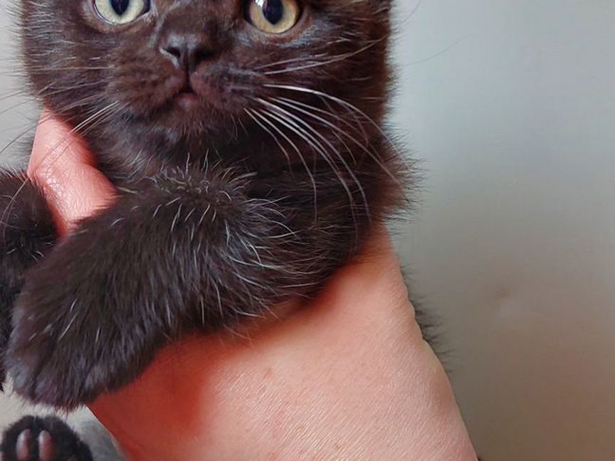 Котик в добрые руки