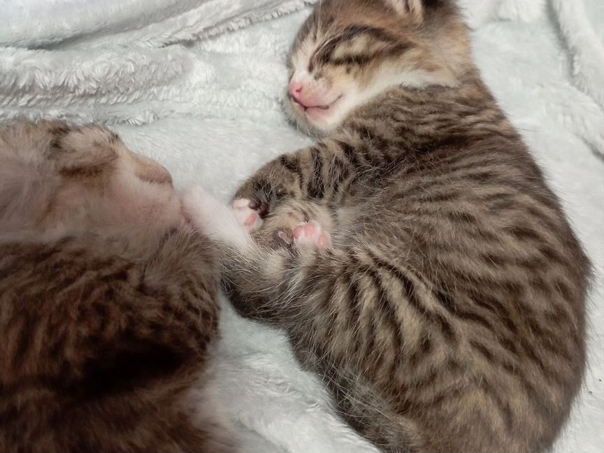 Котята ищут дом