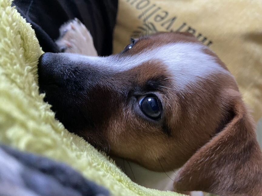 Джек Рассел терьер девочка