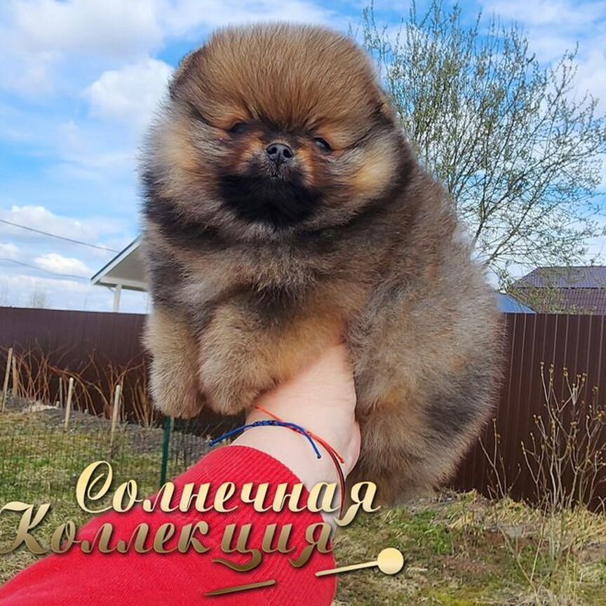 Померанский шпиц, щенок