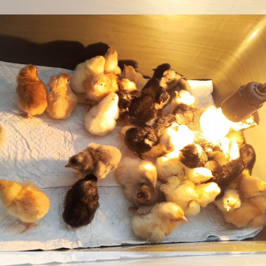 Цыплята суточные,от домашних кур - несушек