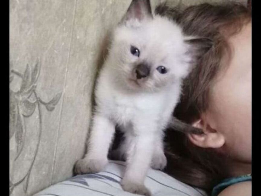 Британские котята