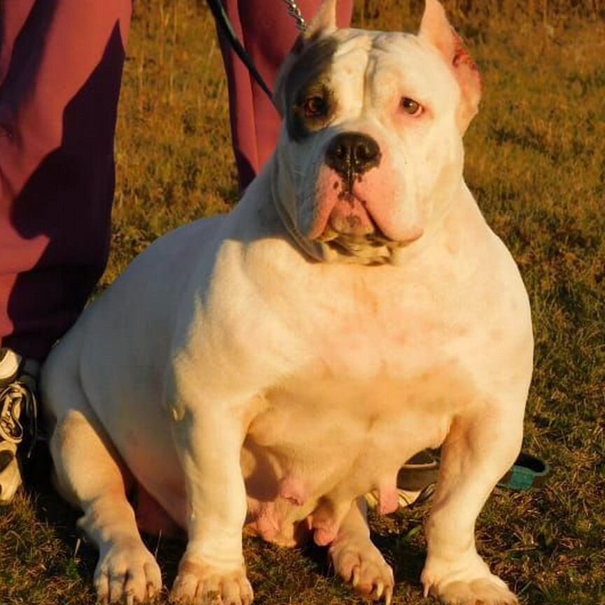 Американский булли, взрослая собака