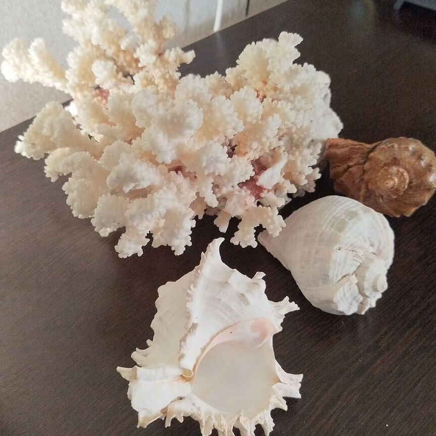 Натуральный коралл