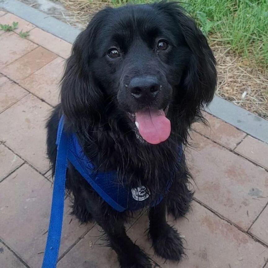 Ищет дом молодой песик