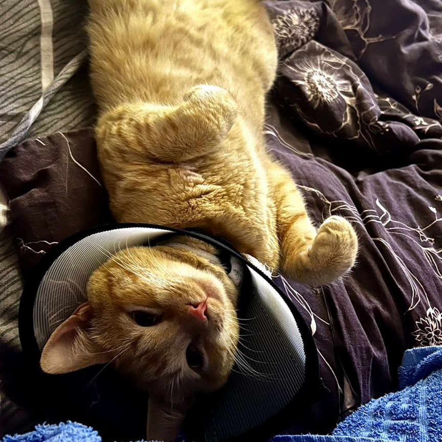 Рыжий котенок