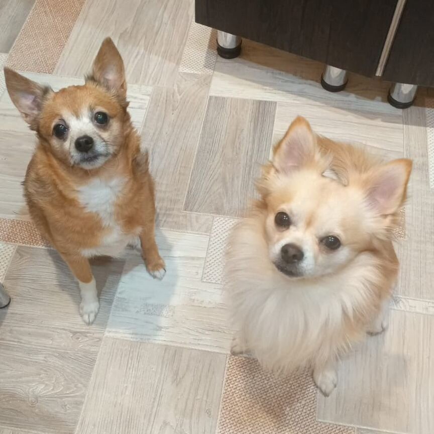 Чихуахуа, щенок