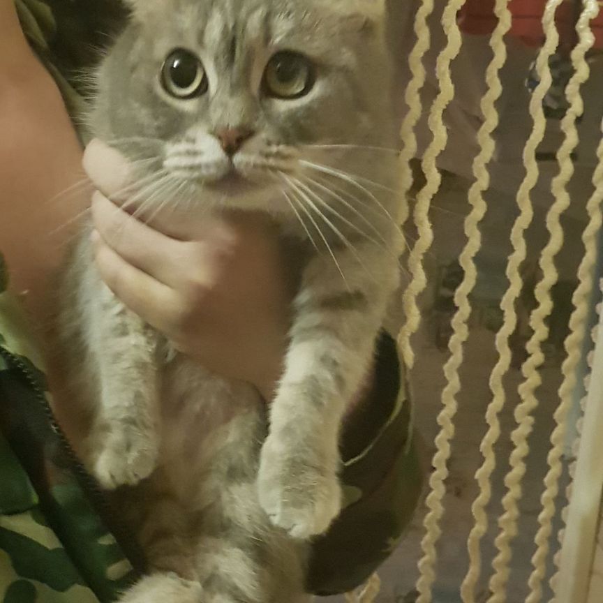 Шотландская вислоухая кошка бесплатно