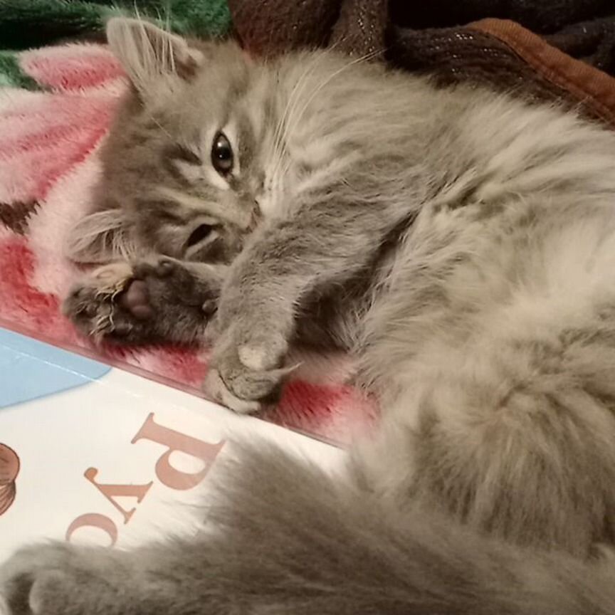 Отдам в добрые руки Котика, замуж Марик