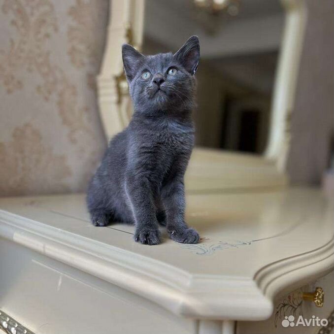 Котенок Сэм