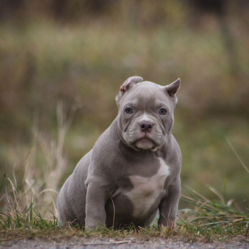 Американский булли покет