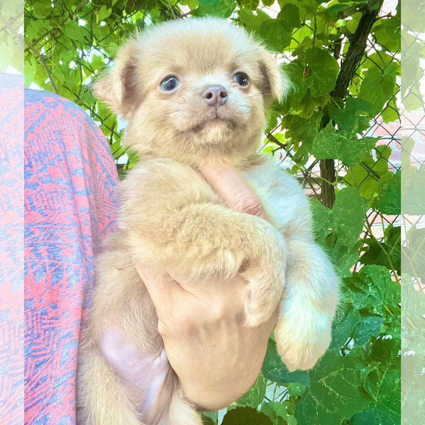 Красивый щеночек чихуахуа