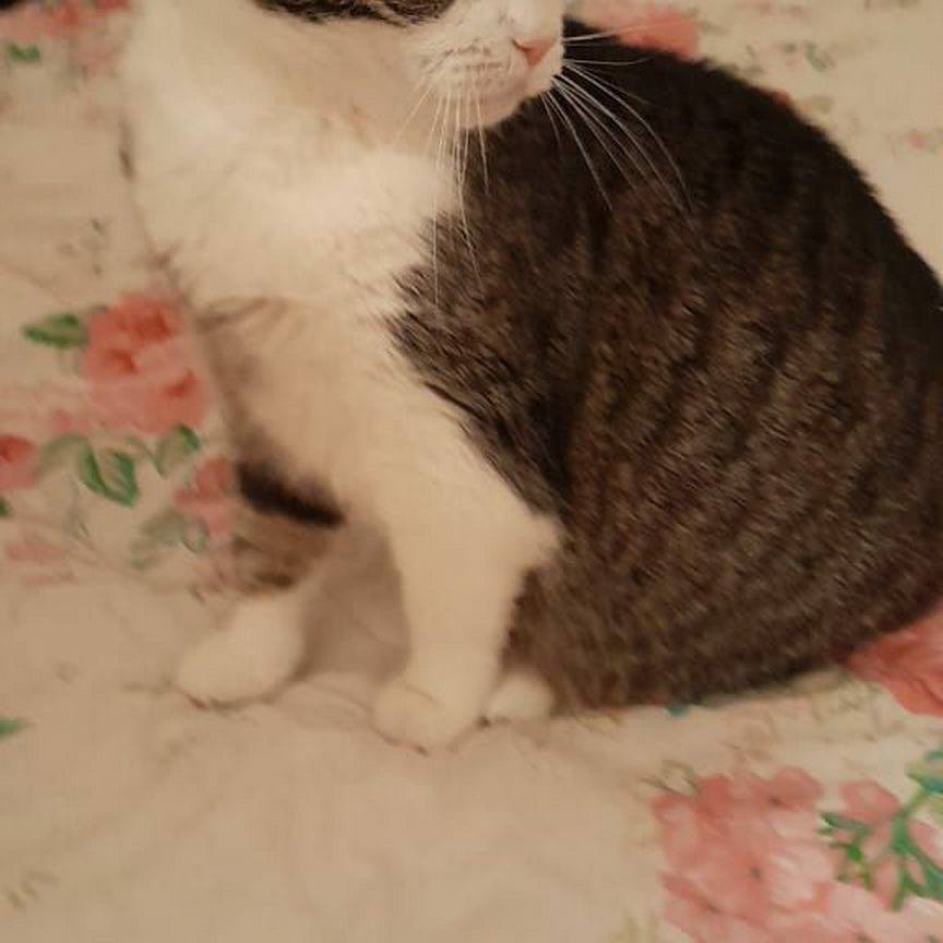 Кошечка Люся