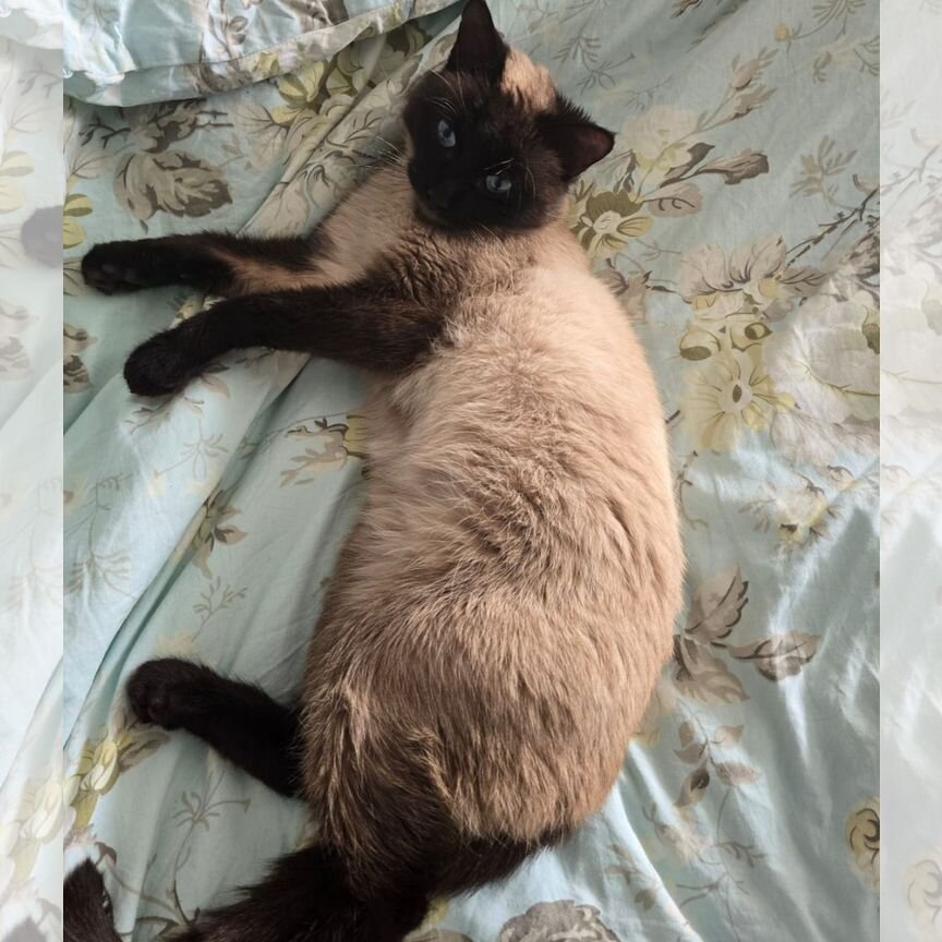 Молодой кот до года