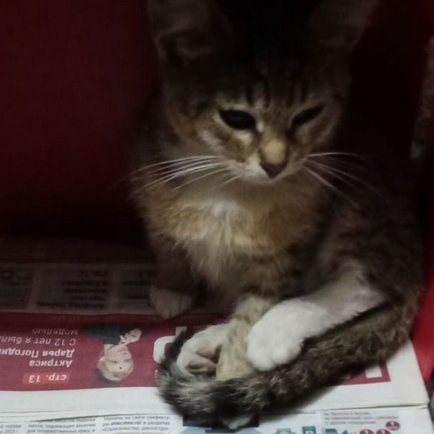 Котёнок замерзает в коробке, нужен дом, в дар