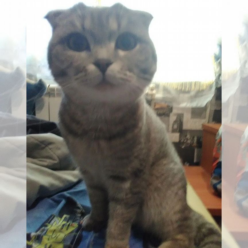 Шотландская вислоухая кошка
