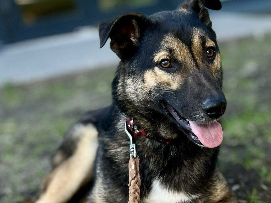 Ищем дом Ральфу