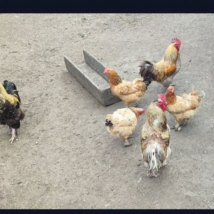 Петух