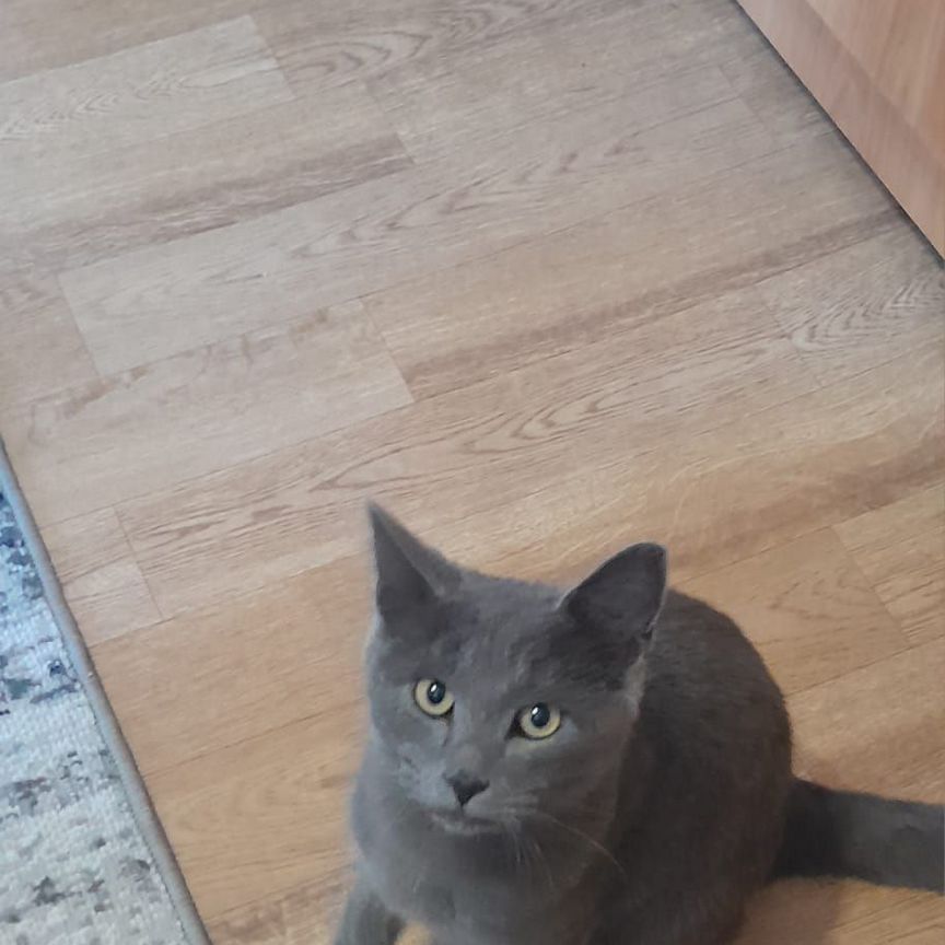Отдам кота в добрые руки