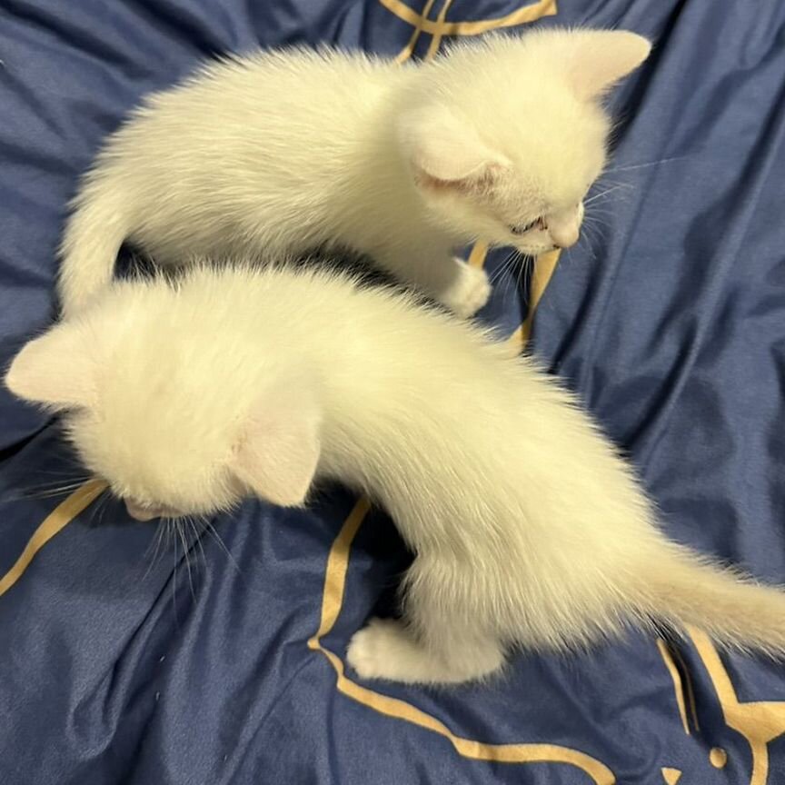 Котята в добрые руки бесплатно