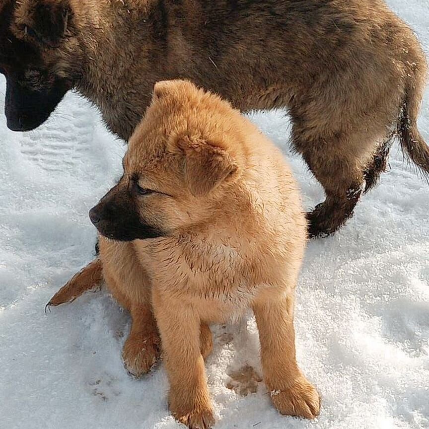 Кобели в добрые руки щенки