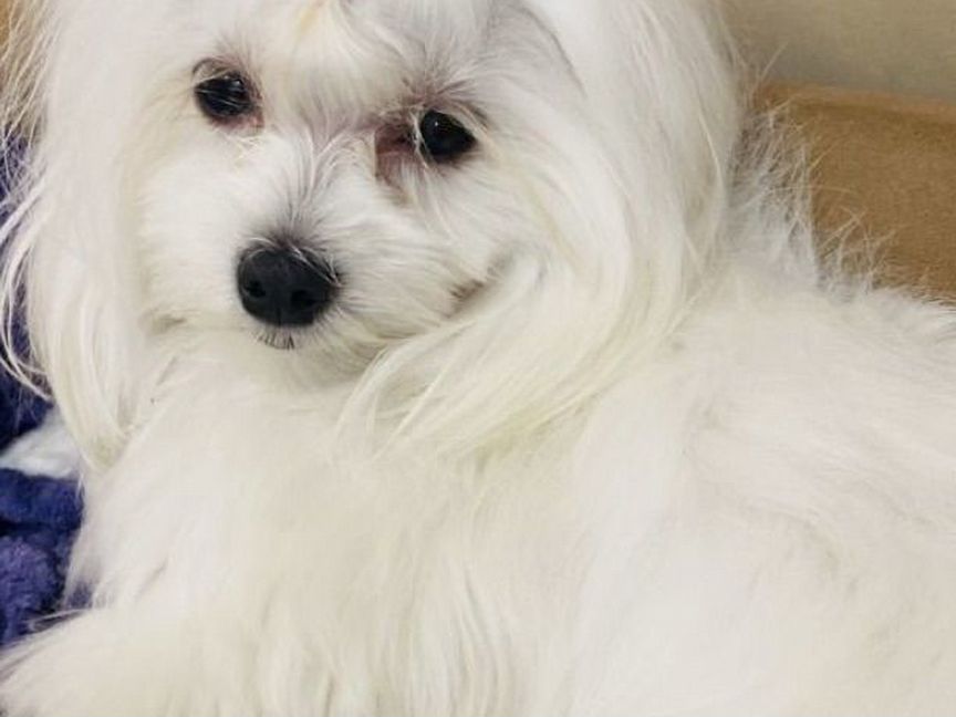 Мальтийская болонка девочка