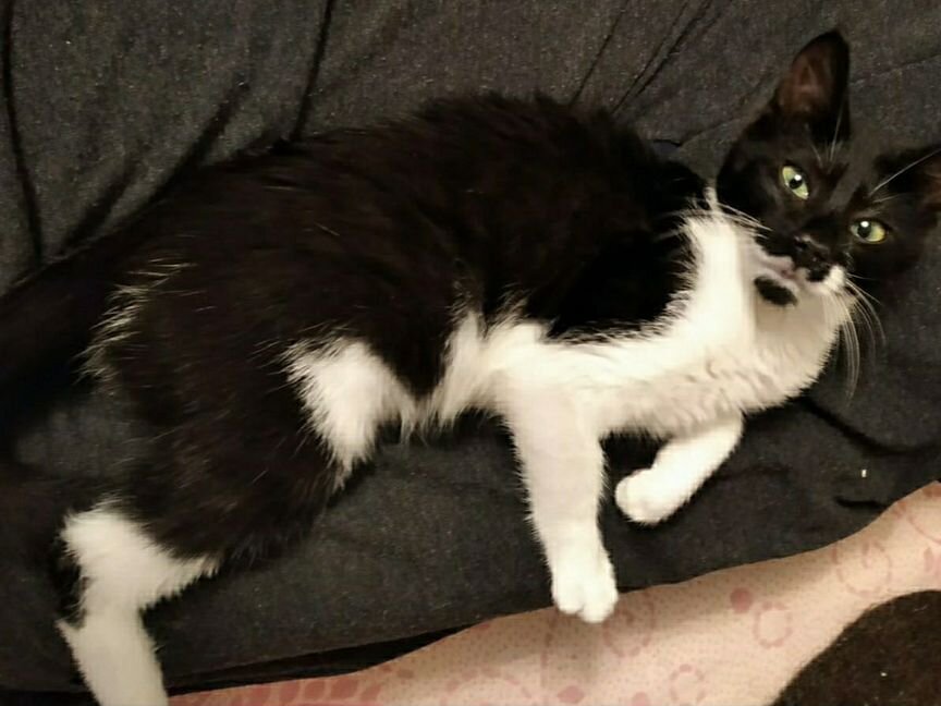 Котенок в добрые руки