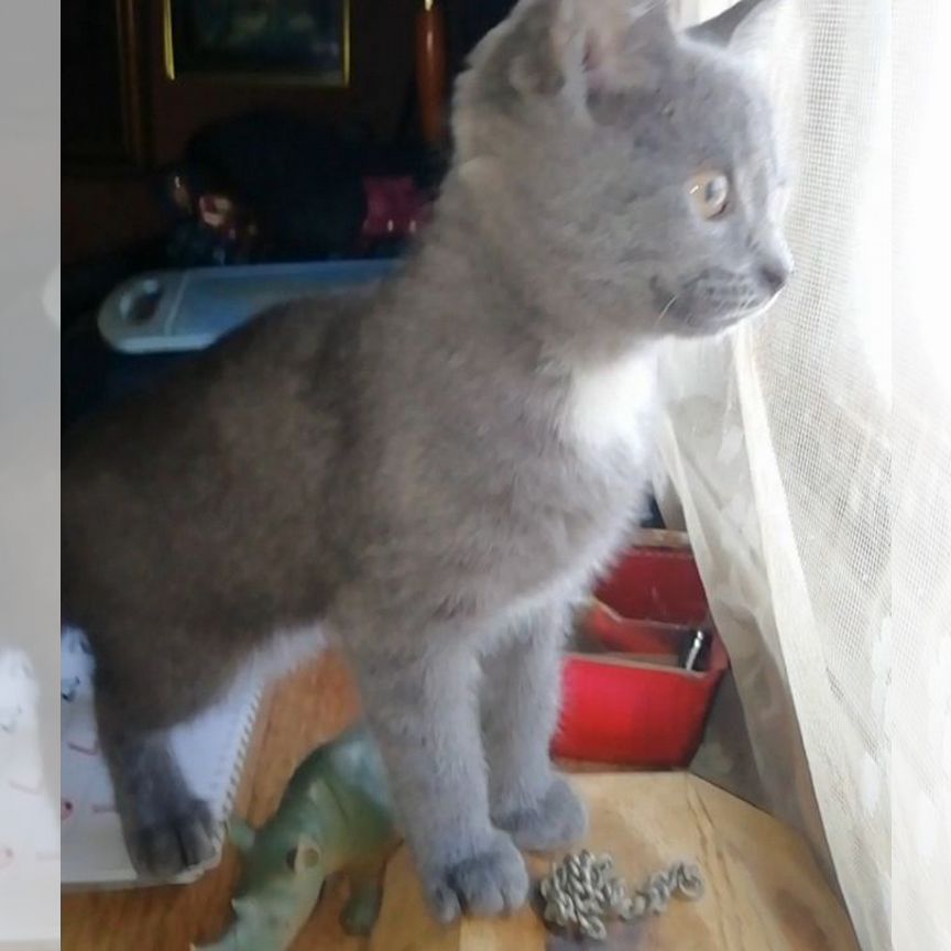 Котёнок в добрые руки