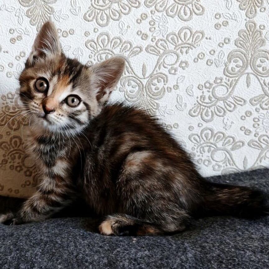 Красивый котенок девочка в добрые руки