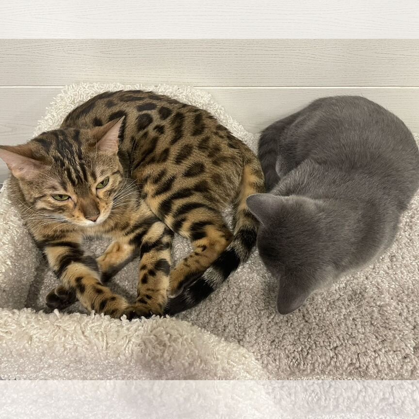 Бенгальская кошка, взрослая