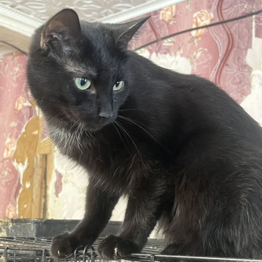 Котик который готов обнимать вечно