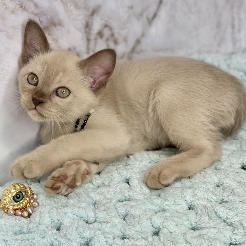 Евро Бурма в Брид (в разведение)