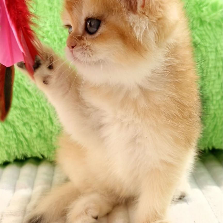 Девочка золотая британская ny12