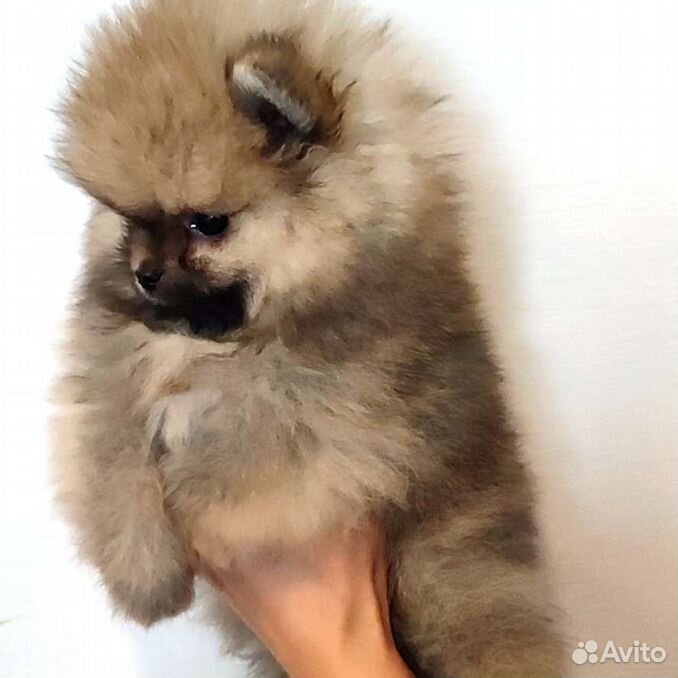 Микро микро помераночка шпицуличка