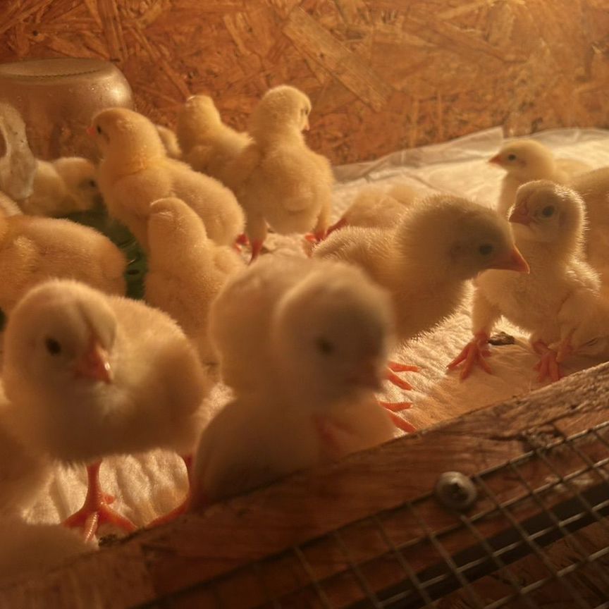 Цыпленок бройлера