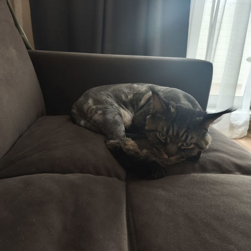 Мейн-кун, взрослый кот