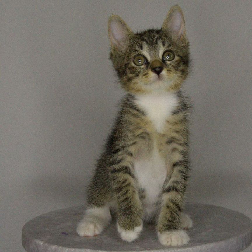 Котенок в надёжные руки