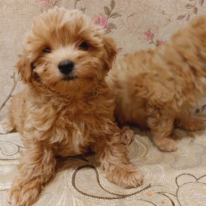 Золотые мальчики мини мальтипу