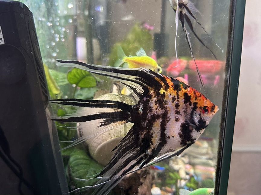 Скалярия черная