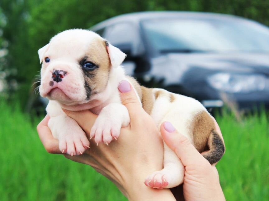 Английский бульдог