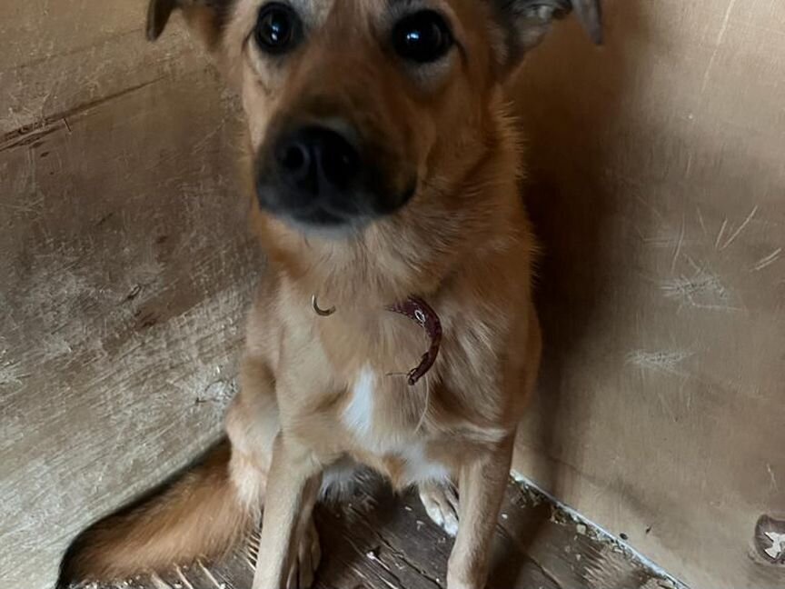 Собака в добрые руки