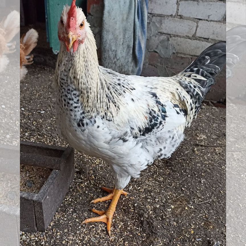 Молодой петух