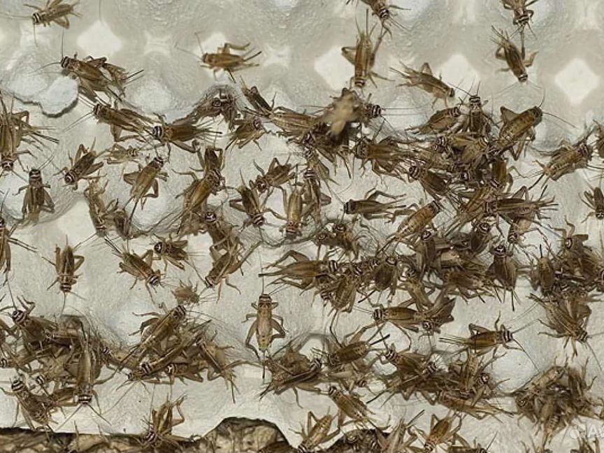 Сверчки домовые кормовые живые и замороженные