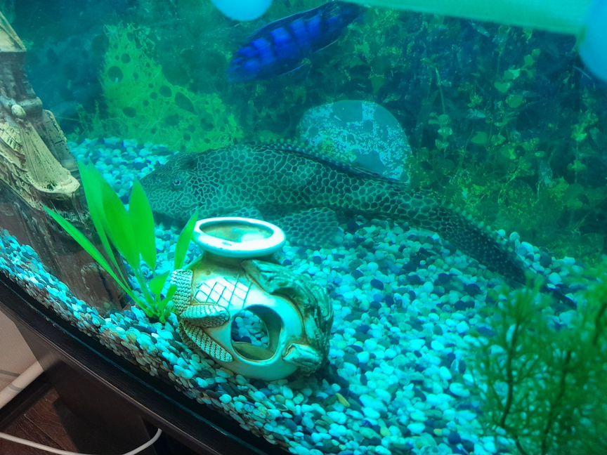 Аквариум с тумбой и рыбками