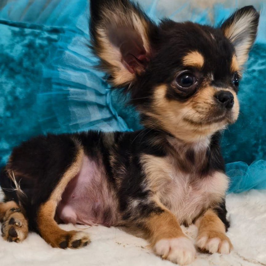 Чихуахуа, щенок