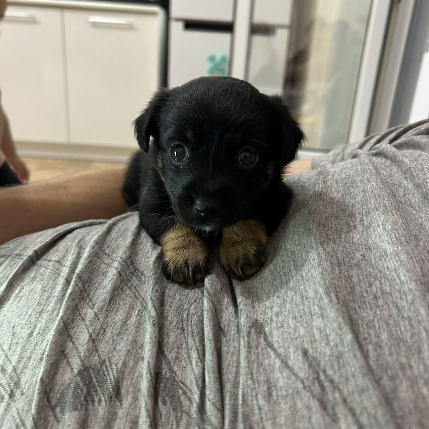 Отдам в добрые руки щенка тойтерьера