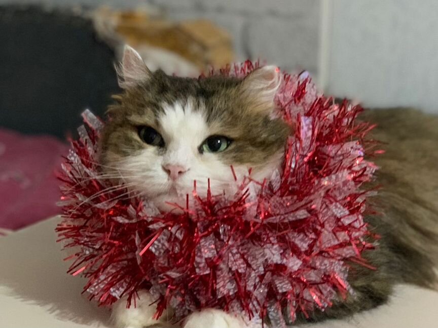 Сибирская кошечка в семью