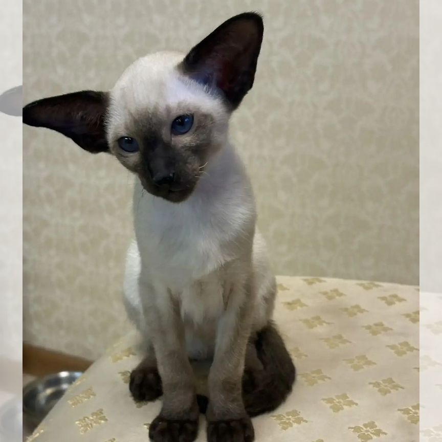 Ориентальный котёнок