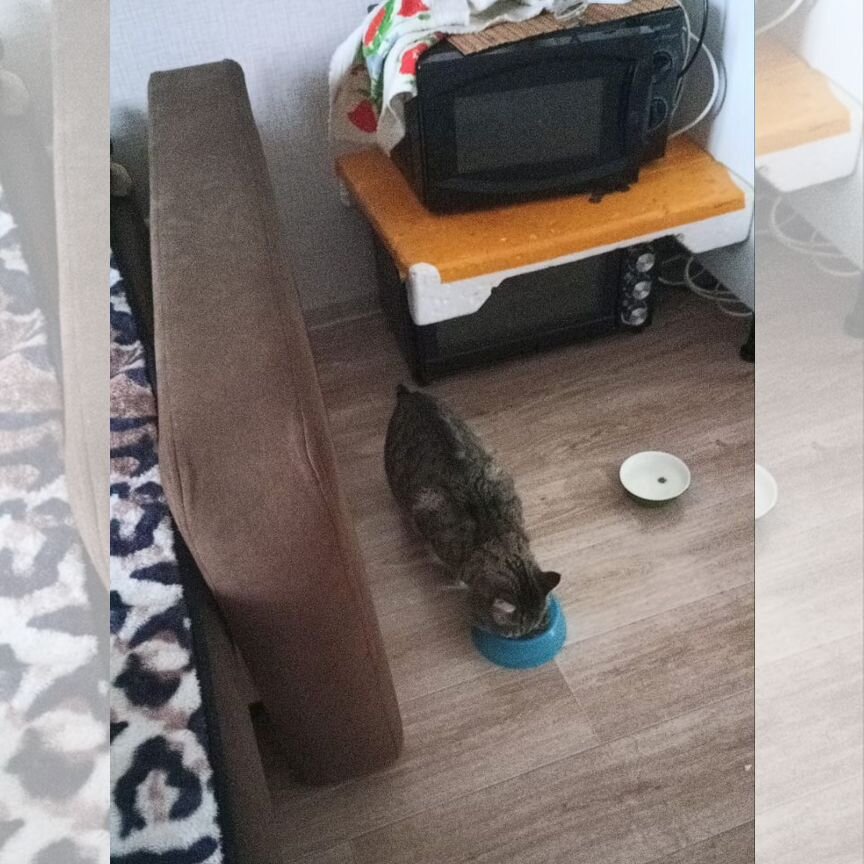 Кот в добрые руки бесплатно